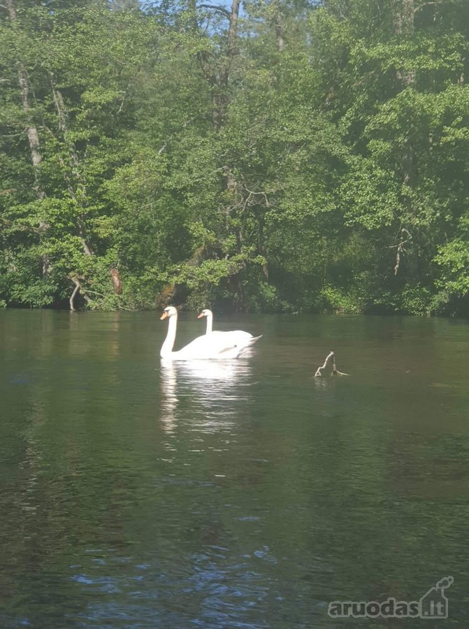 Sklypas, Vilniaus r. Naujasėdžio vs. sklypo nuoma Nekilnojamo turto ...