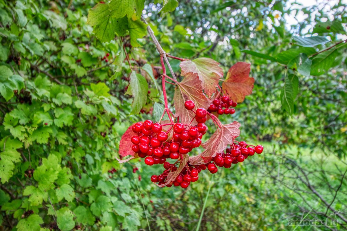 Sklypas, Vilniuje Bajoruose Bajorų Kelio 1-oji g. sklypas Nekilnojamo ...