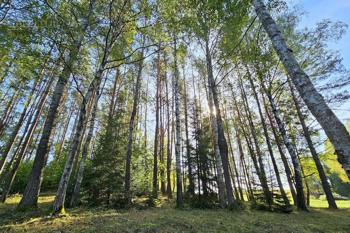 Sklypas, Molėtų r. Narušiškio k. sklypas Nekilnojamo turto skelbimai ...