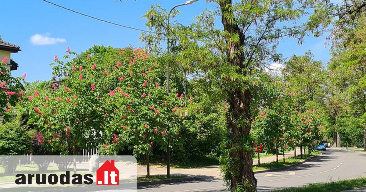 Namas, Kaune Žaliakalnyje Perkūno al., rąstinis namas Nekilnojamo turto ...