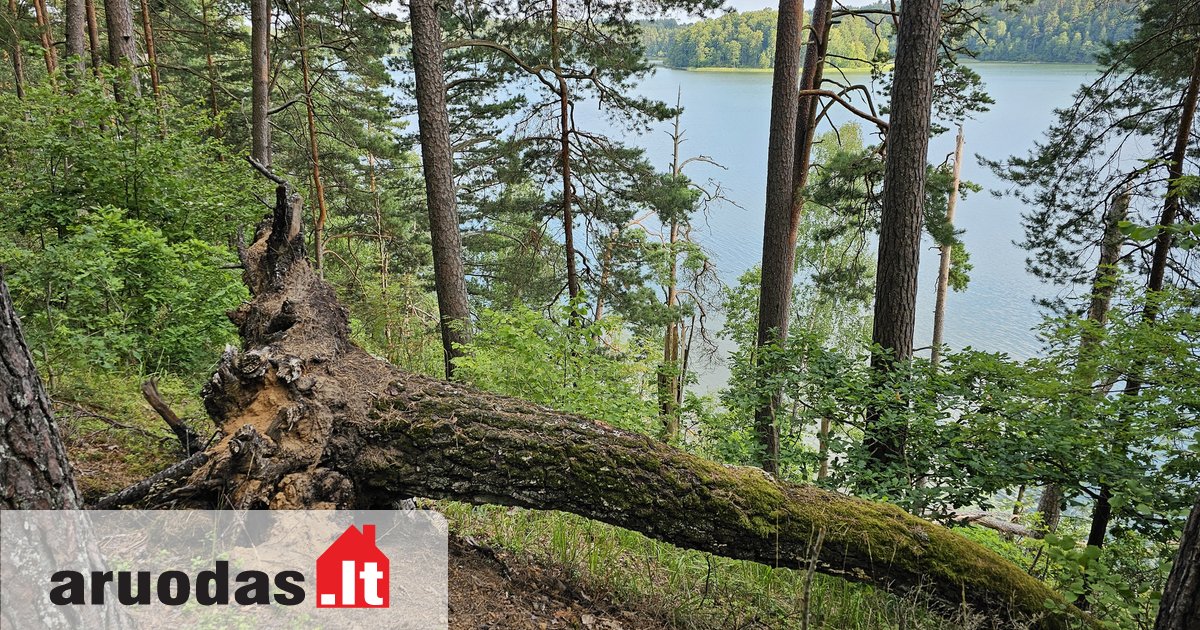 Sklypas, Molėtų r. Giraičių k. sklypas Nekilnojamo turto skelbimai ...